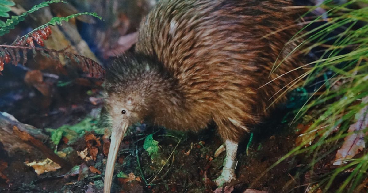 Analysis of Kiwi Genome Provides Clues to Nocturnal Adaptation | GenomeWeb