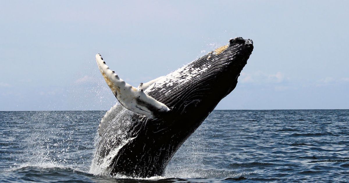Baleen Whale Shares Gut Microbiome Features with Land Herbivores ...