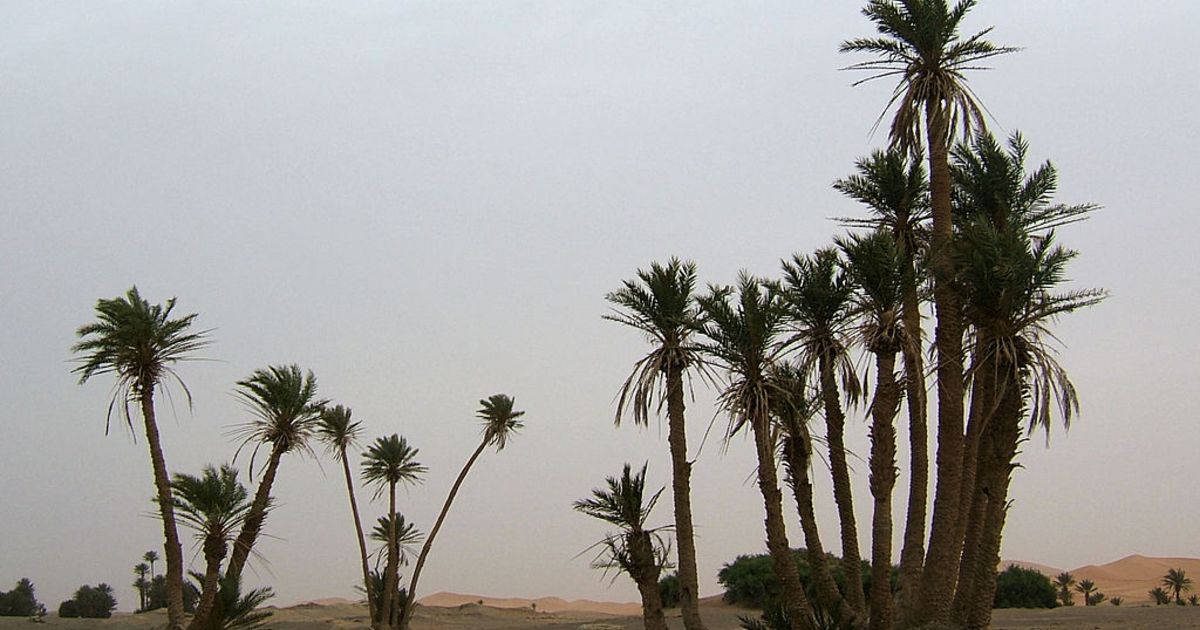 Sequencing Study Uncovers Date Palm Population Structure, History ...