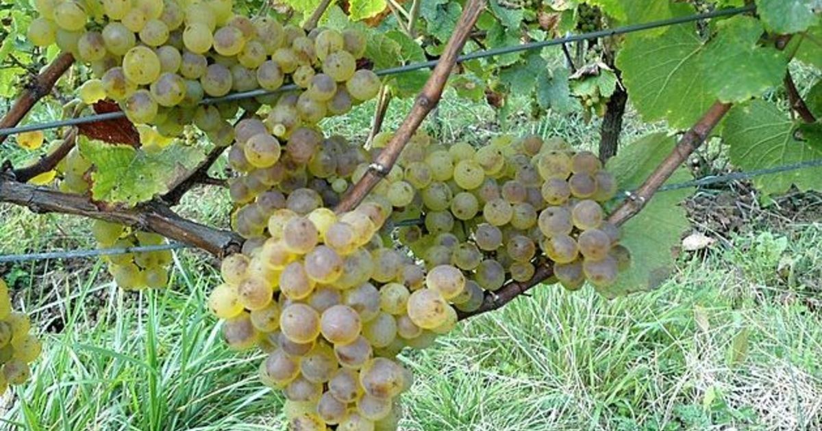 SNP Study Squeezes French Wine Clues From Ancient Grape Seeds | GenomeWeb