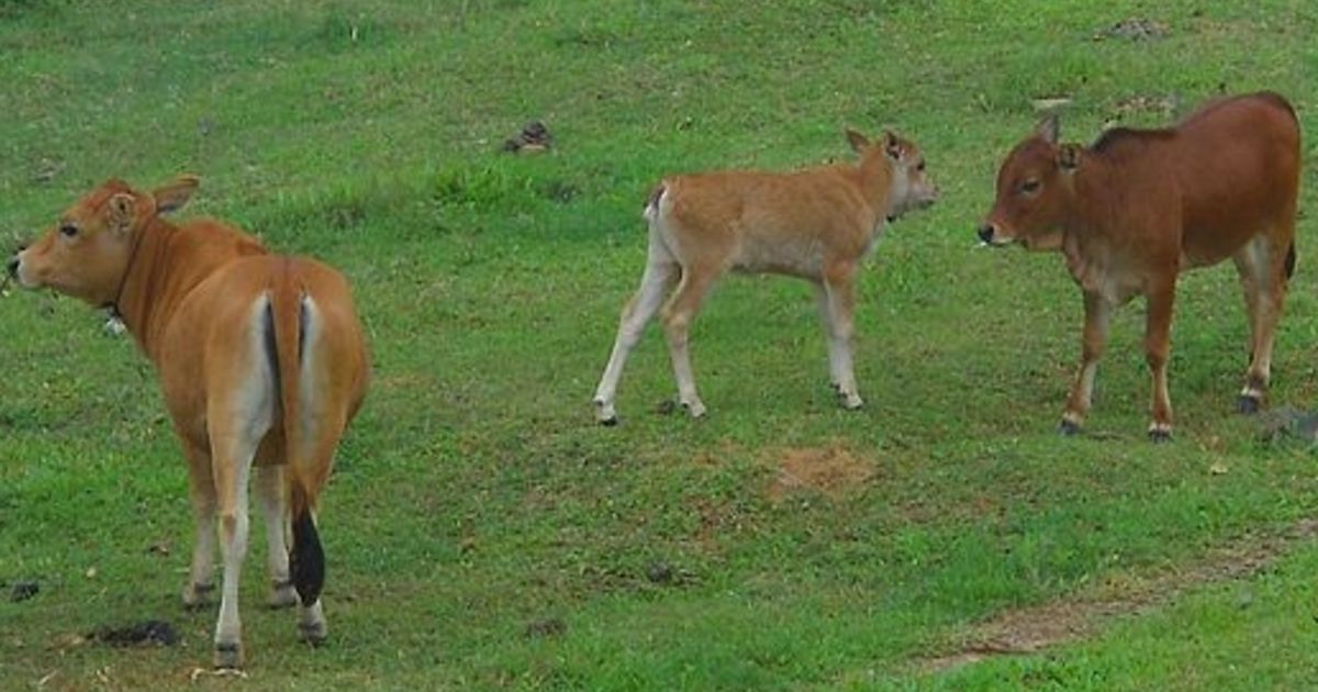 CRISPR Researchers Create TB-Resistant Cattle | GenomeWeb