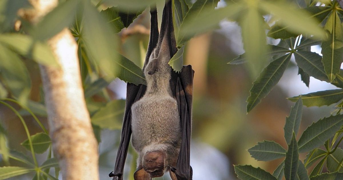 Bat Coronavirus Screen Points to High Diversity, Co-Evolution With Host ...