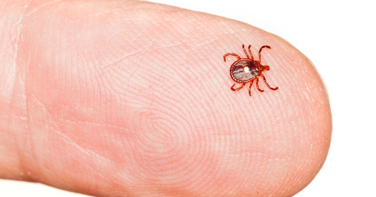 ChromaCode Tackling Tick-Borne Illness Testing With Multiplex Molecular ...
