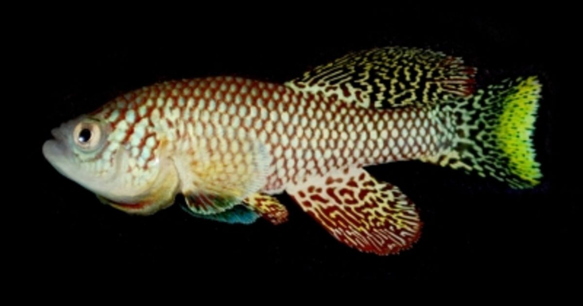 Pygmy Killifish