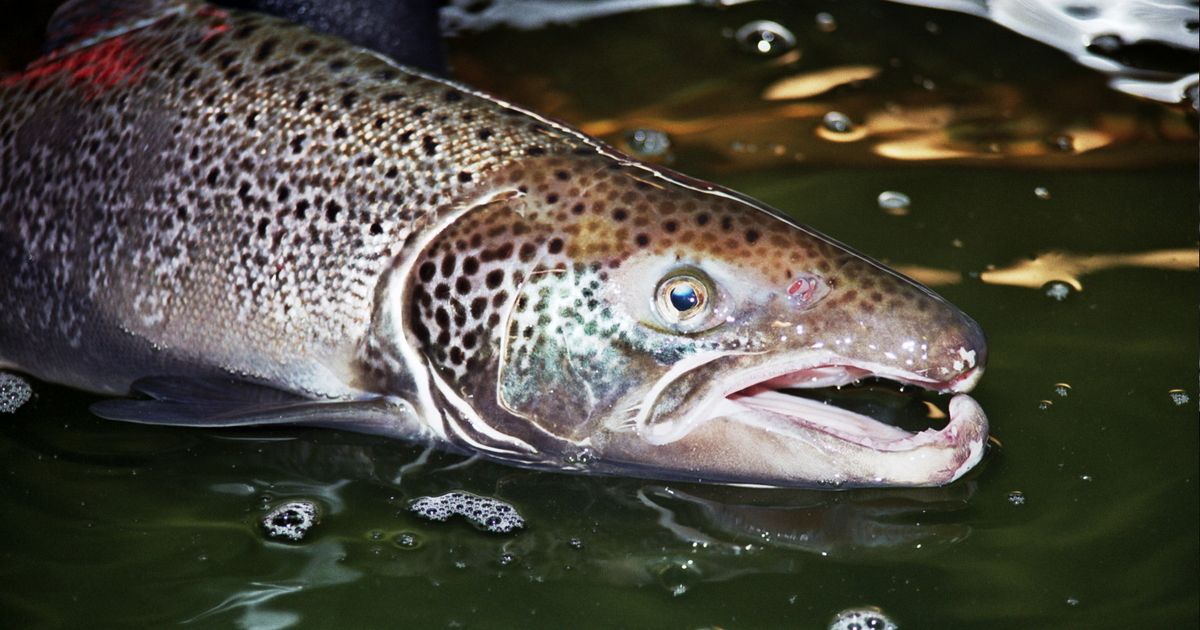 Atlantic Salmon Genome Offers Look at Rediploidization | GenomeWeb