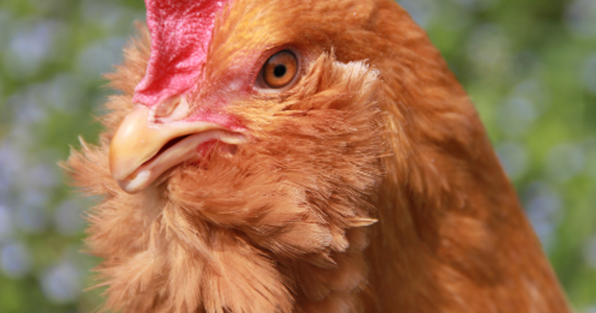Structural Variation Gives Rise to Chicken Beards, Muffs | GenomeWeb