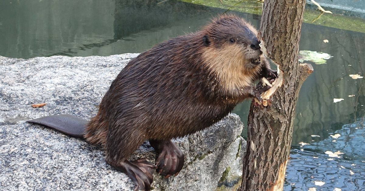 Beaver Genome, Transcriptomes Published | GenomeWeb
