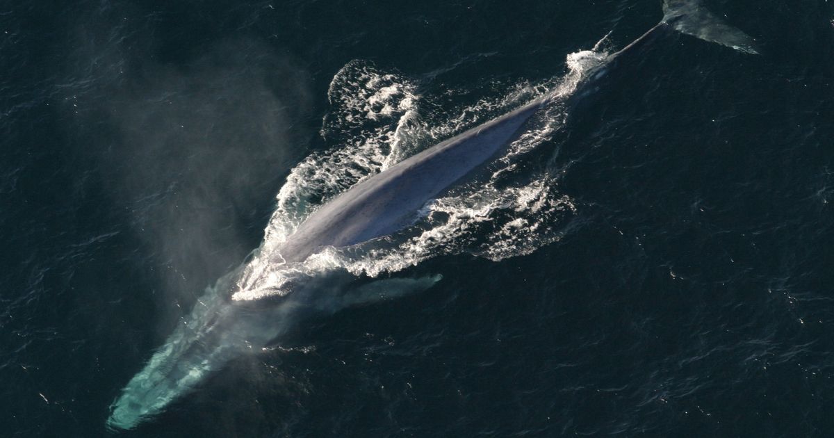 Baleen Whale Genomes Point to Evolution With Gene Flow | GenomeWeb