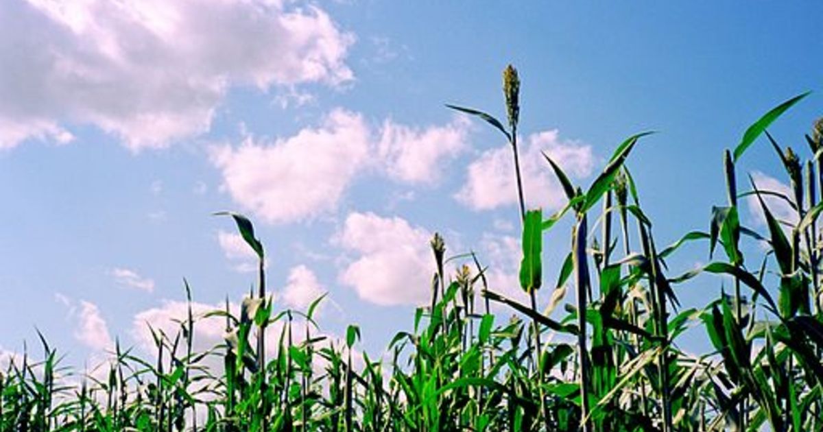 Ancient Maize Cob Sequence Sheds Light on Corn Domestication | GenomeWeb