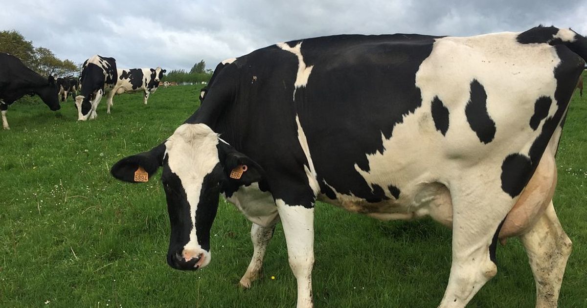 SNP Chips Driving Revolution in Dairy Cow Breeding | GenomeWeb