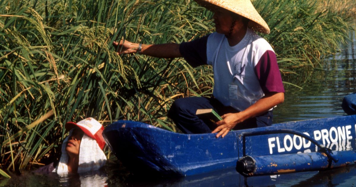 Deepwater Rice GWAS Highlights Derived Signaling Haplotype | GenomeWeb