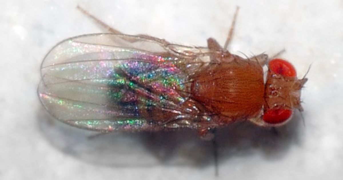 Optical Approach Used to Visualize DNA Folding During Drosophila ...