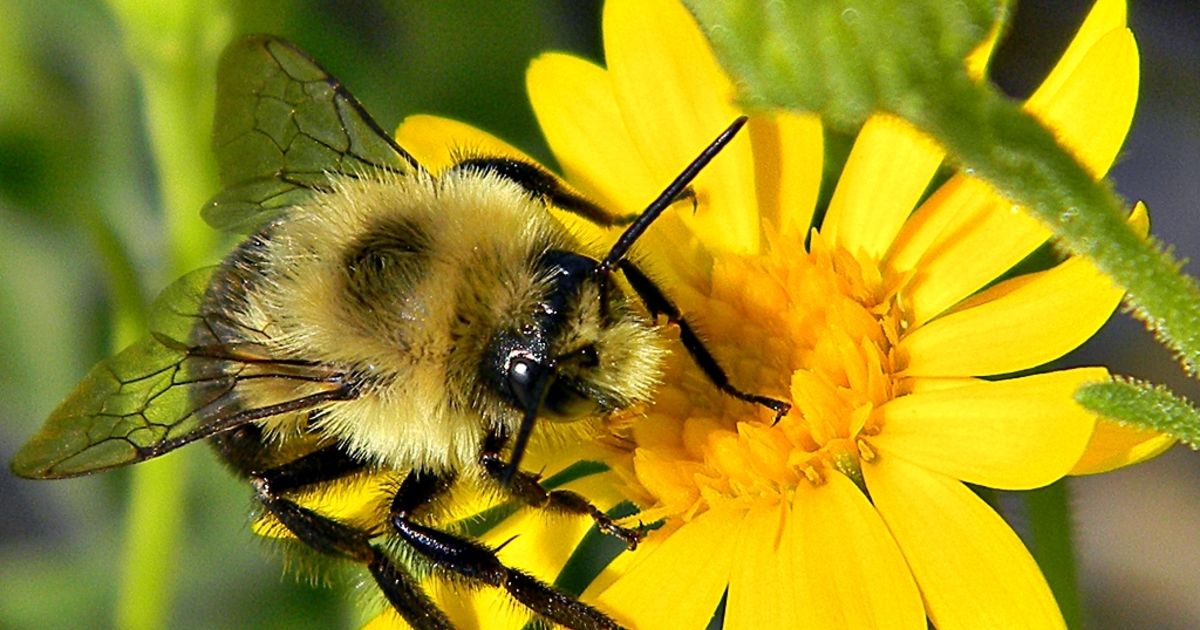 International Team Sequences Bumblebee Genomes | GenomeWeb