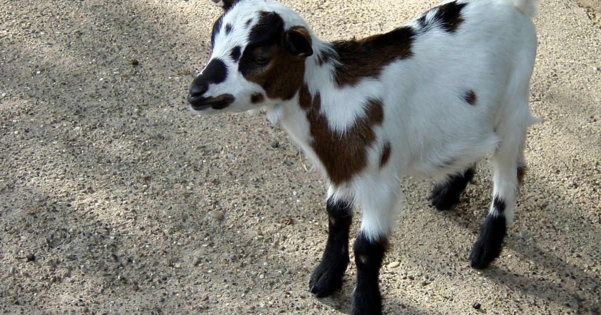 Goat Genome Demonstrates Benefits of Combining Technologies for De Novo ...