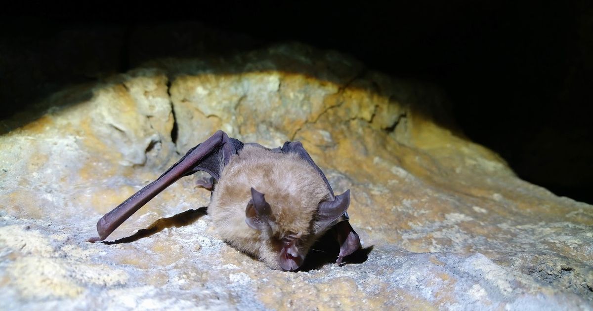 SARS-CoV-2 Lineage May Go Back 'Decades' in Bats, Phylogenetic Analysis ...