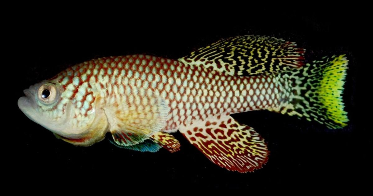 African Turquoise Killifish Genome Gives Glimpse into Aging, Sex ...