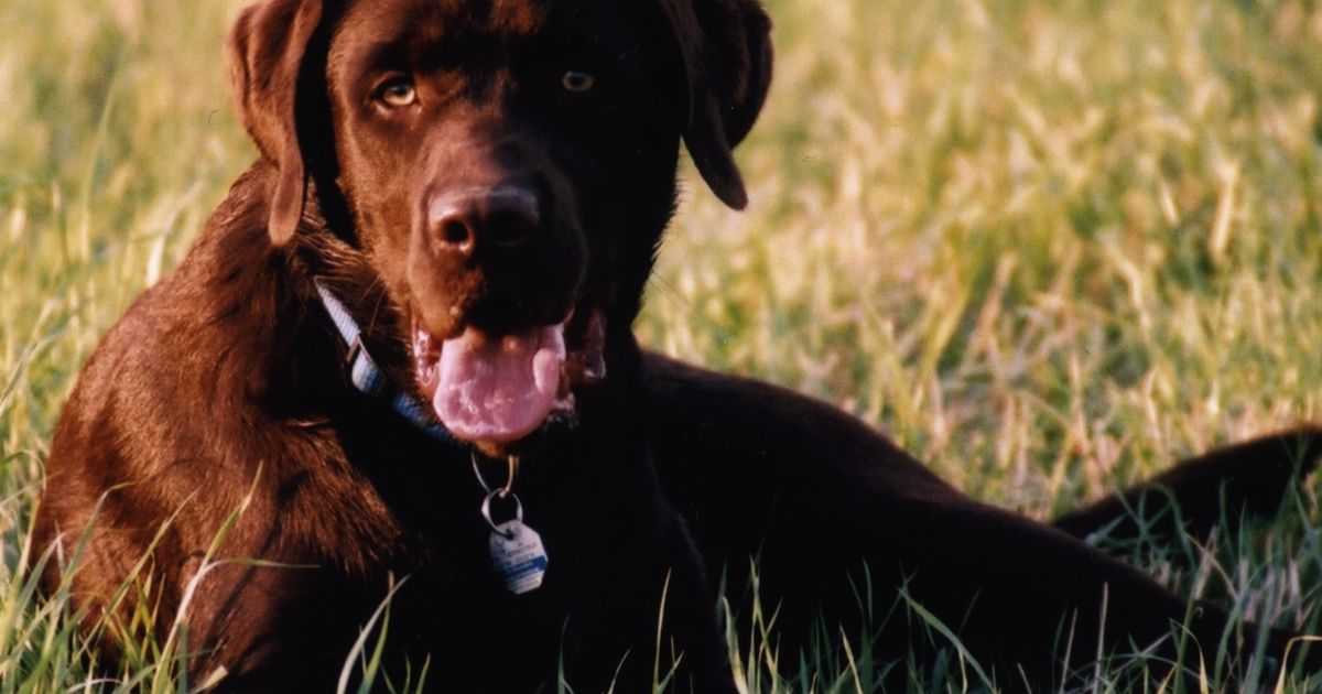 Translation of Dog Years Into Human Years Updated With Epigenetic ...