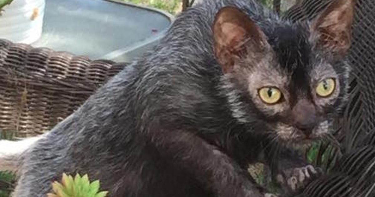 PAG Presenter Searches for Genetics Behind Domestic 'Wolf Cat' Coat ...