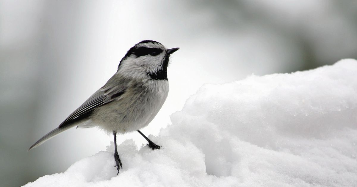 Genetics Reveal History of Songbird Expansion from Australia | GenomeWeb