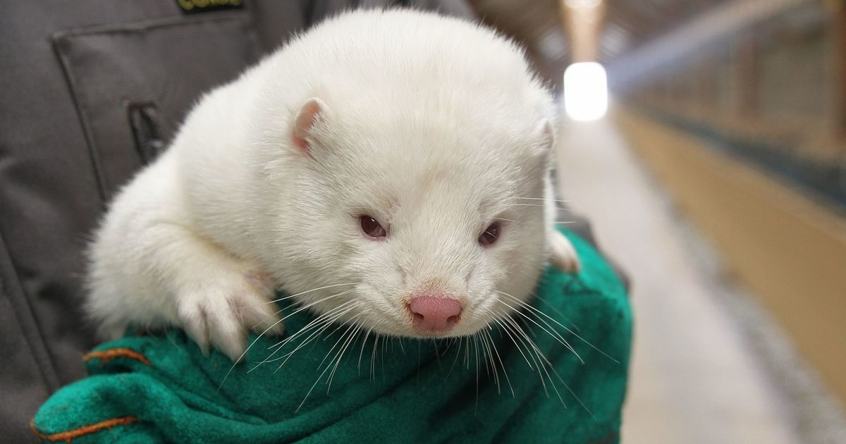 SARS-CoV-2 Study Shows Evidence of Animal-to-Human Viral Transmission ...