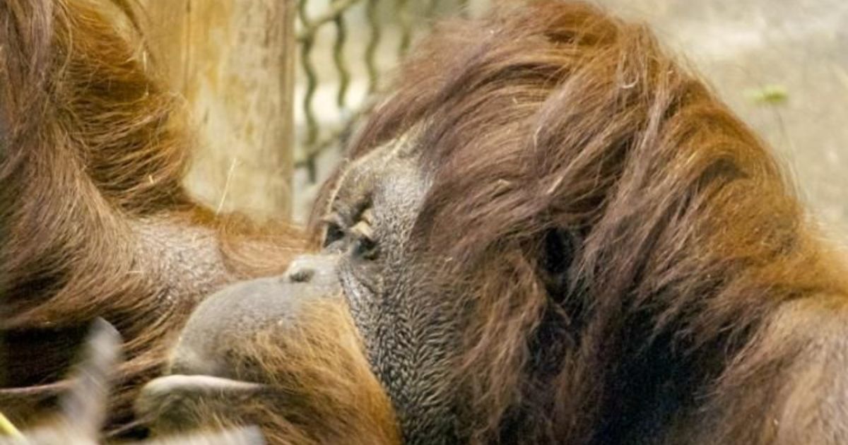 New Great Ape Genome Assemblies Allow for Better Comparisons, Insight ...