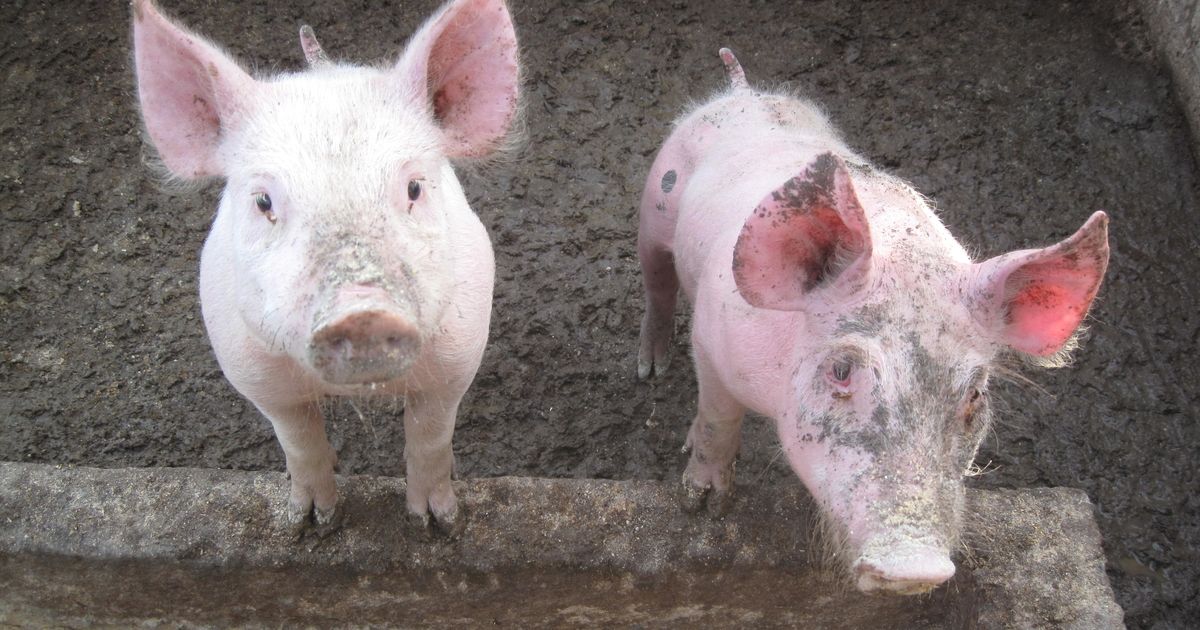 Sequencing Study Reveals Complex Model of Pig Domestication | GenomeWeb