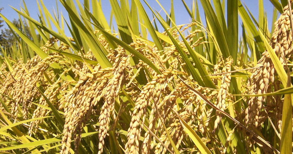 African Rice SNP Map Reveals Geographical Adaptation Through Salt ...