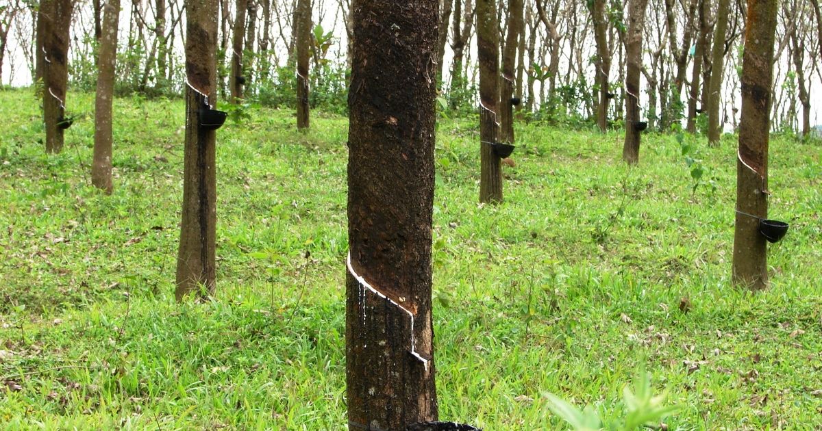 Rubber Tree Genome Sheds Light on Species Adaptation, Latex Production ...