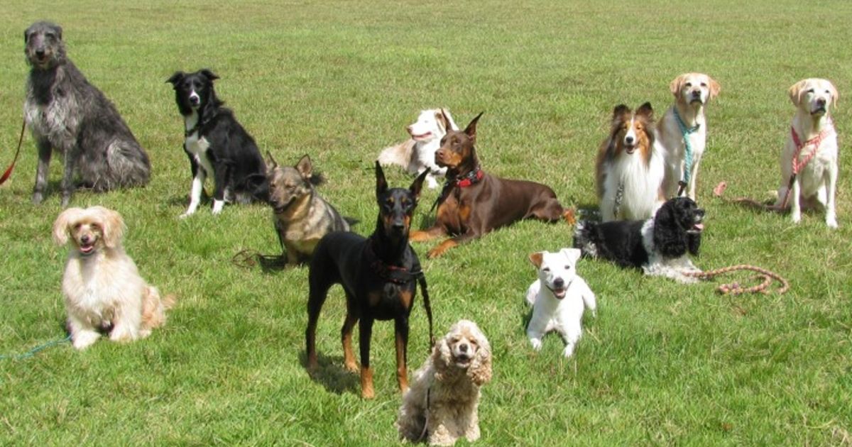 Dog Breed Phylogenetic Tree Maps Development, Analyzes Admixture of ...