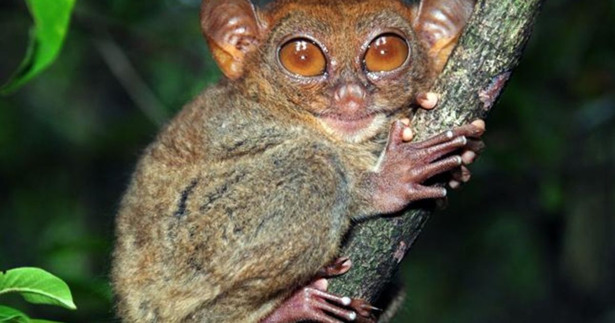 Tarsier Genome Assembly Helps Explain Evolutionary History of Primates ...
