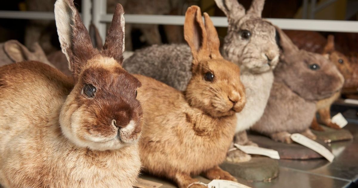 Rabbit Populations Developed Resistance to Myxoma Virus Through ...