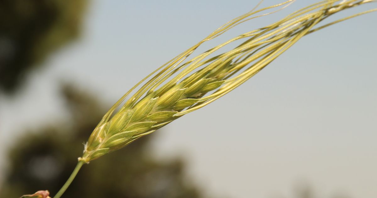 Wild Wheat Genome Gives Peek Into Wheat Domestication | GenomeWeb