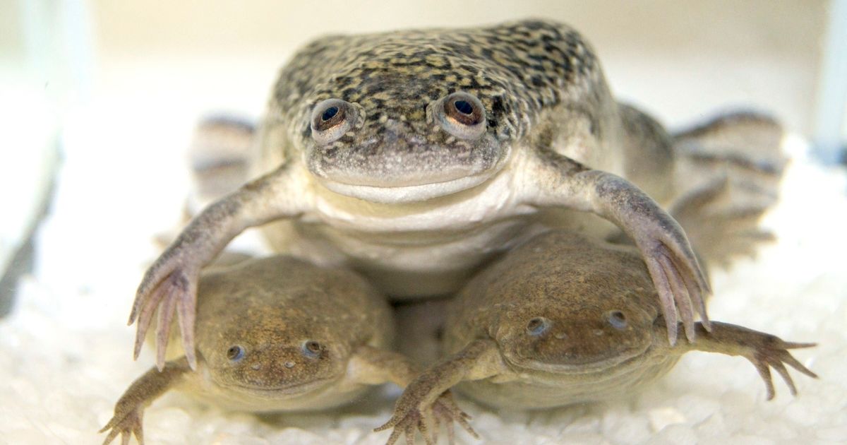 Tetraploid African Clawed Frog Genome Shows Unequal Evolution | GenomeWeb