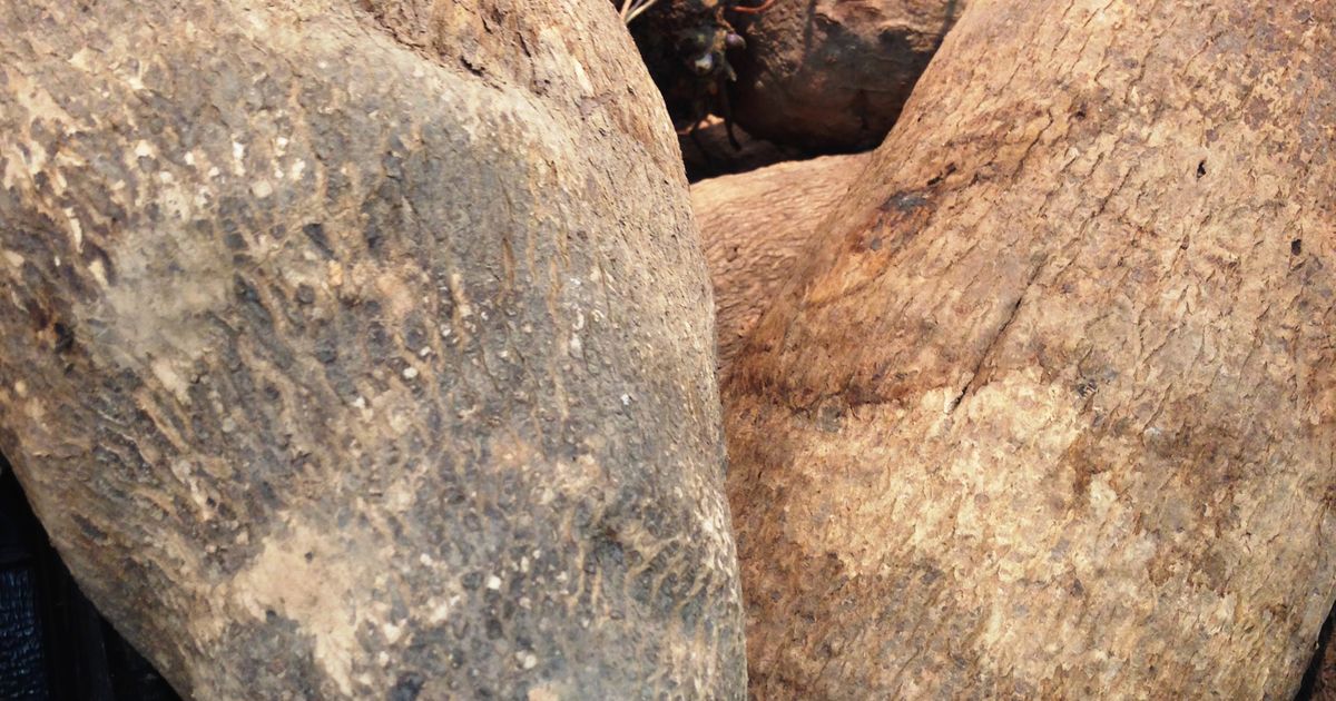 White Guinea Yam Genome Sequence Offers Insight Into Dioecy Plants ...