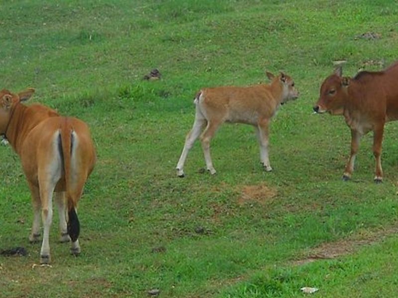 CRISPR Researchers Create TB-Resistant Cattle | Genomeweb