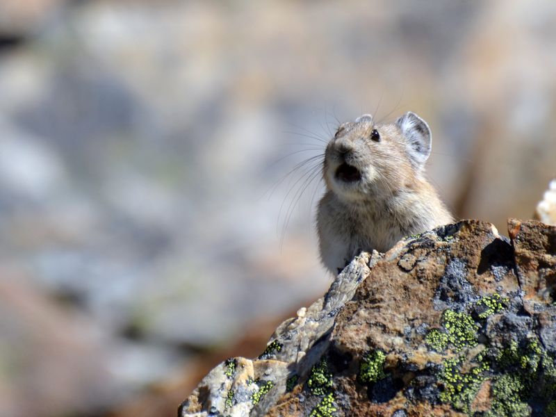 American Pika Research Shows Value of NGS in Conservation Genomics ...