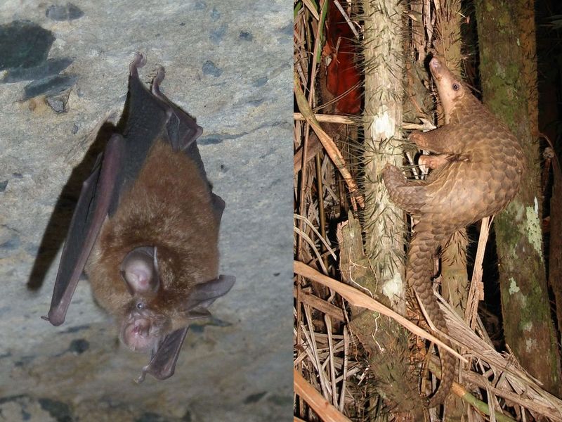 SARS-CoV-2 Result of Bat, Pangolin Virus Recombination, Purifying ...