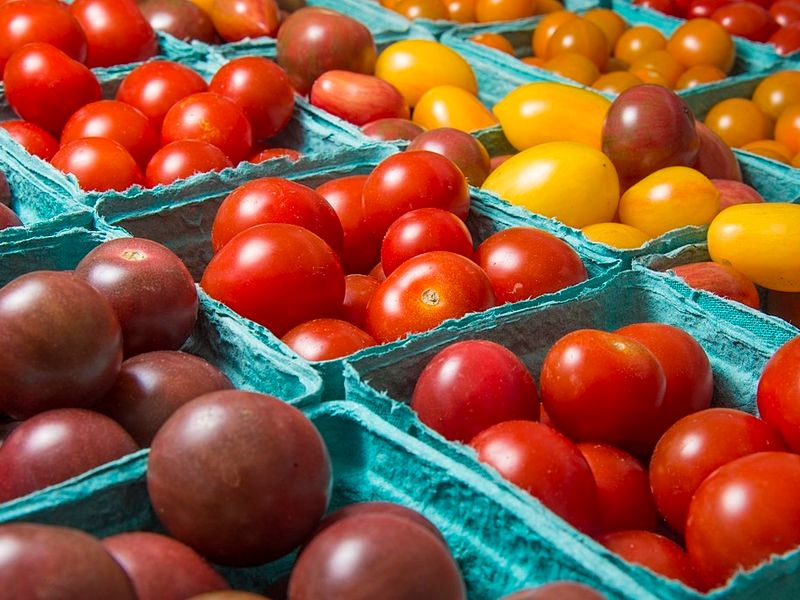 Rapid Nanopore Sequencing of 100 Tomato Genomes Enables Structural ...