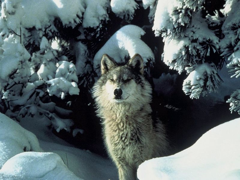 Ancient Wolf Study Points to Early Split Between Wolf, Dog Lineages ...