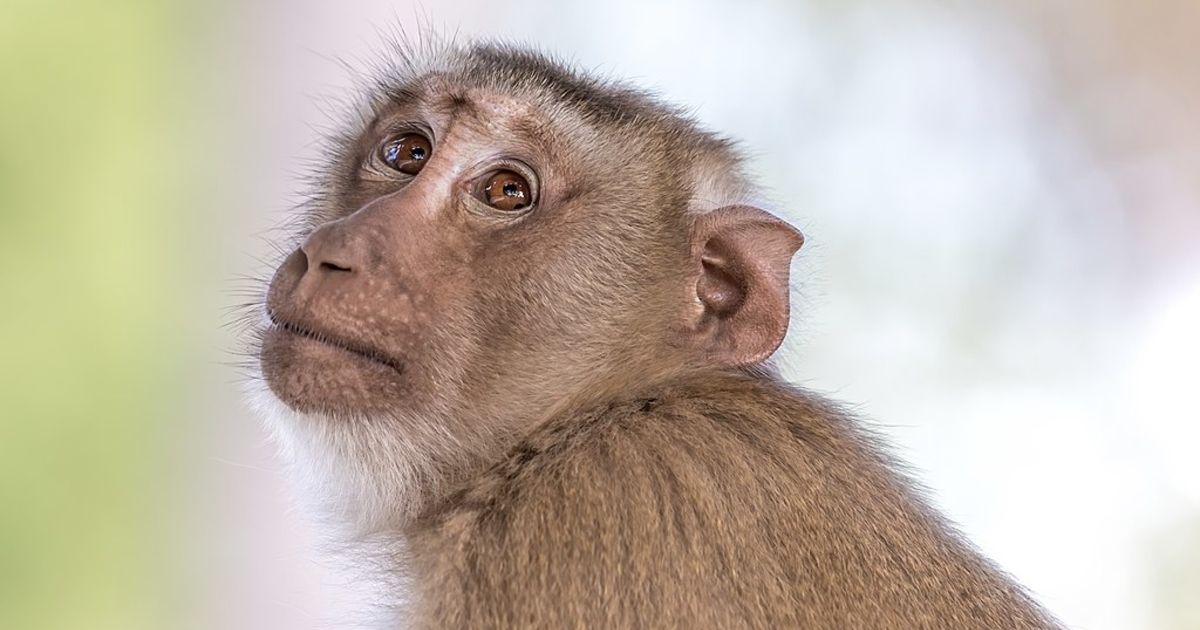 Non-Human Primate Single-Cell Transcriptomic Atlas Presented by BGI-led ... Non-Human Primate Single-Cell Transcriptomic Atlas Presented by BGI-led ...