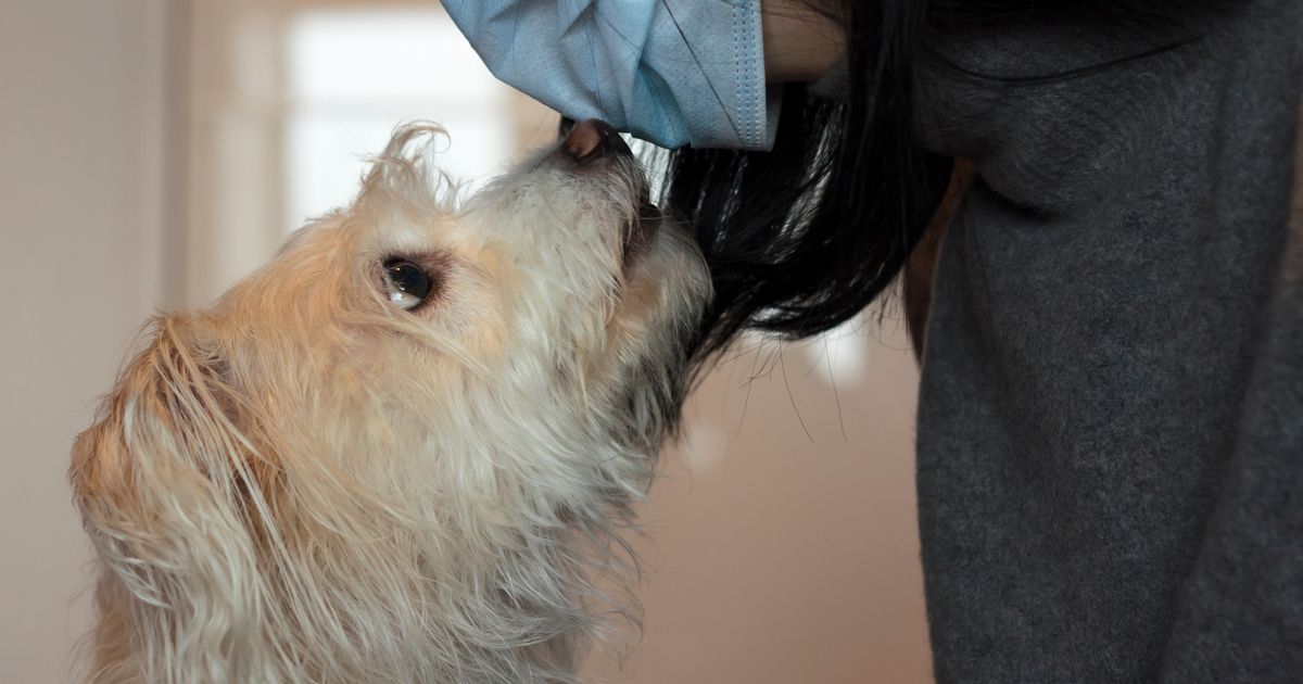 Trained Dogs Can Accurately Detect SARS-CoV-2 in Symptomatic ...