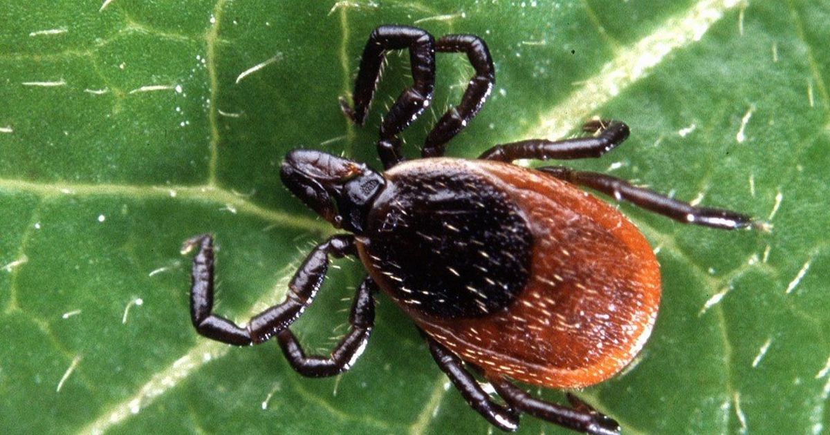 Lyme Disease Study Outlines Blood-Based Biomarkers for Early-Stage ...
