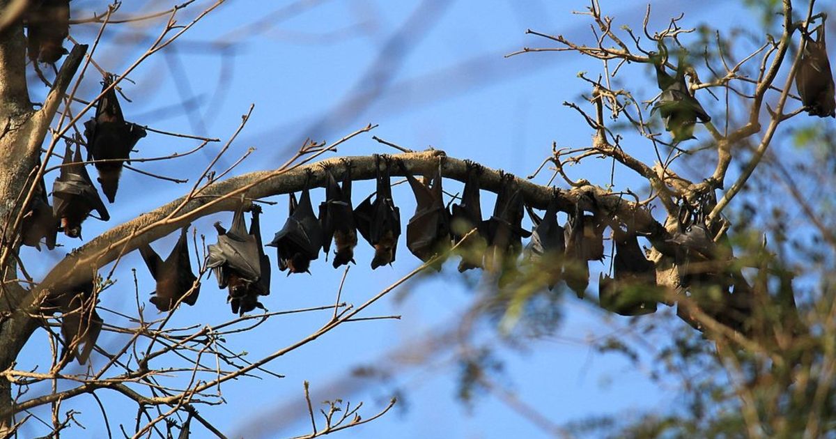 New Viruses Detected in Kidney Samples From Bats in Southwestern China ...