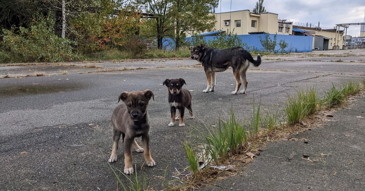 Genetic Study of Feral Dogs Near Chernobyl Power Plant Reveals Complex ...