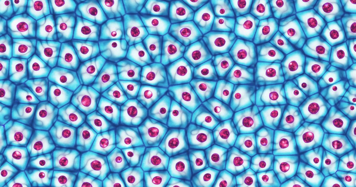 Team Seeks Adoption of Sequencing-Free, Imaging-Based Single-Cell ...