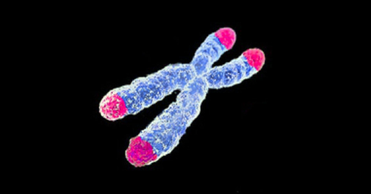 Telomere Length Linked to Rare Variants, Clonal Hematopoiesis Genes | GenomeWeb