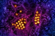 Dengue Virus Study IDs Mutation Linked to Attenuated Disease | GenomeWeb